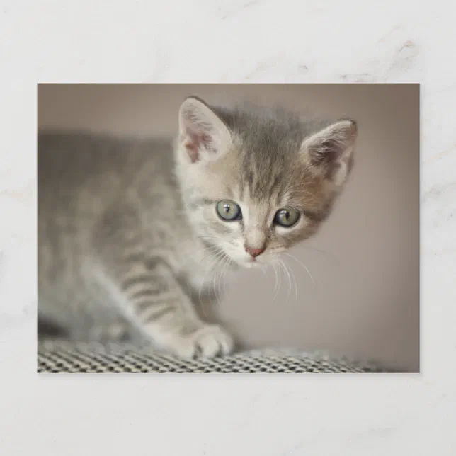 Tiny Kitten Postcard | Zazzle