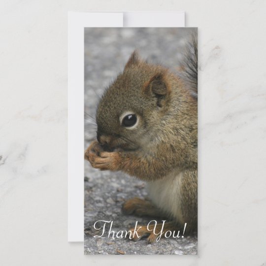 Tiny Squirrel Nibbles At Food In Paws Thank You Card | Zazzle.com
