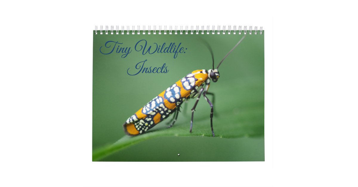 Tiny Wildlife: Insects Calendar | Zazzle