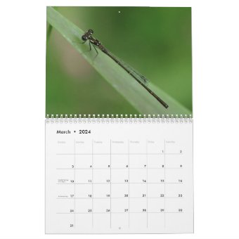 Tiny Wildlife: Insects Calendar | Zazzle