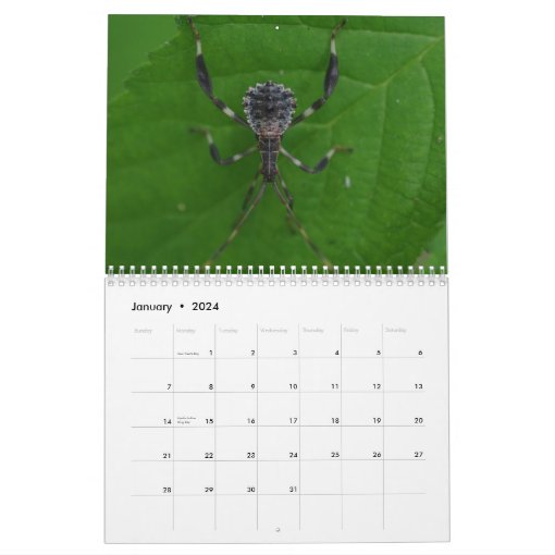 Tiny Wildlife: Insects Calendar | Zazzle
