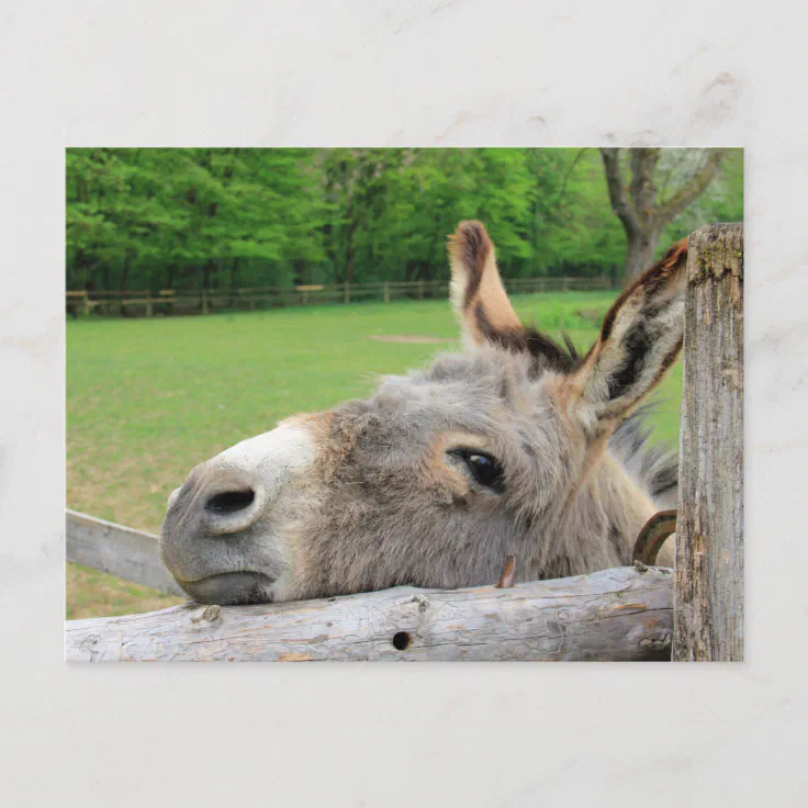 Tired donkey postcard | Zazzle