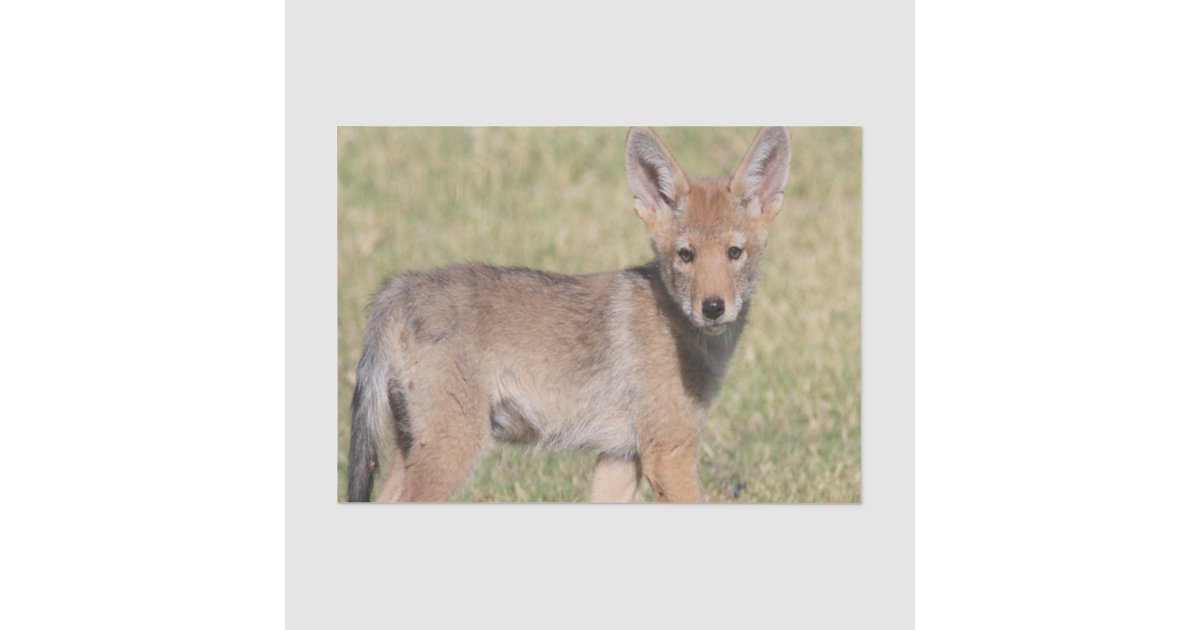 Tissue Paper Coyote | Zazzle