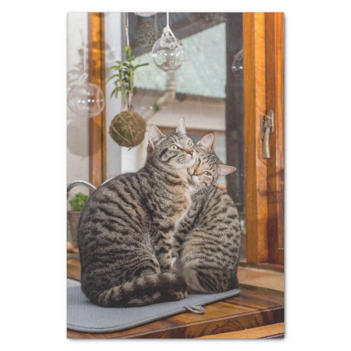 Tissue Paper with Image of Two Cats | Zazzle.com