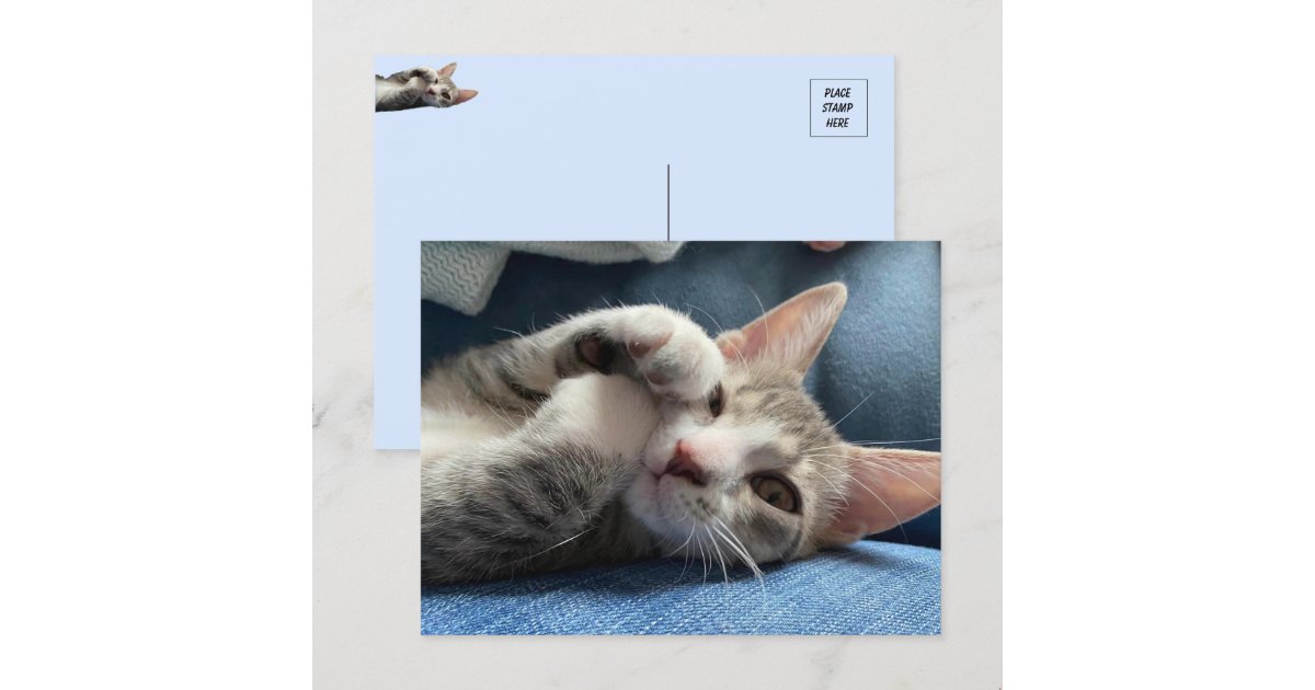 Tito Bandito The Cutest Kitten / Cat Postcard | Zazzle