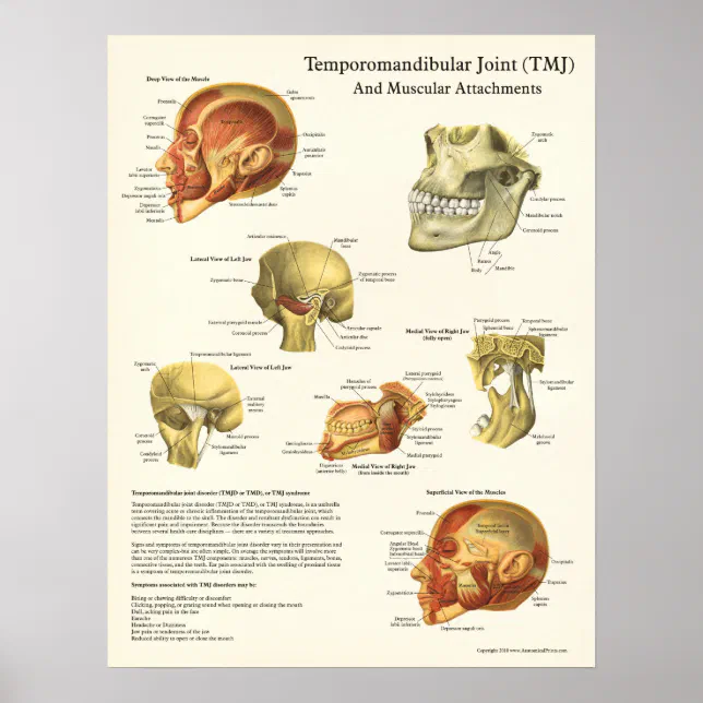 TMJ Anatomy and Muscular Attachments Poster | Zazzle