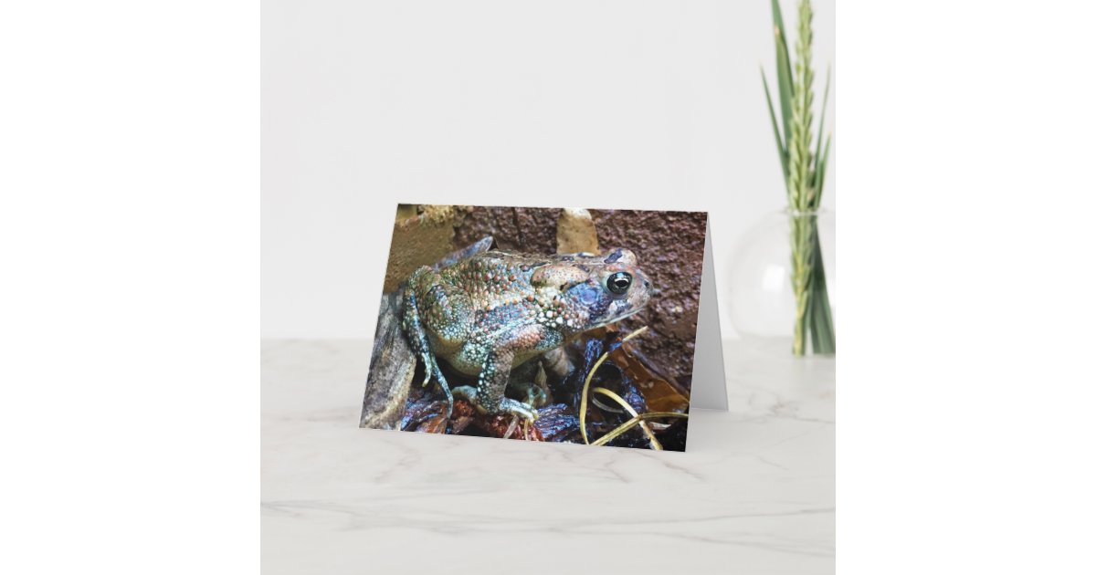 Toad, card | Zazzle