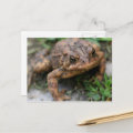 Toad Face Close Up Nature Postcard | Zazzle