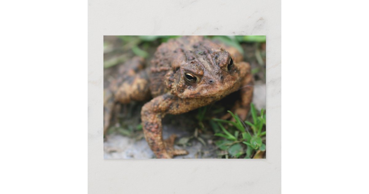 Toad Face Close Up Nature Postcard | Zazzle