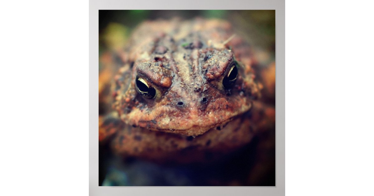 Toad Face Up Close Poster | Zazzle