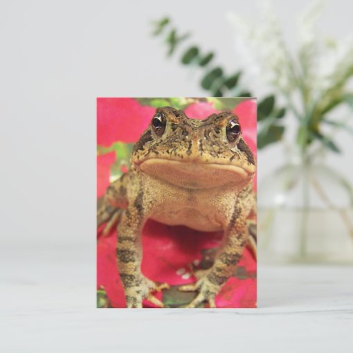 Toad frog standing up against bougainvillea back postcard | Zazzle
