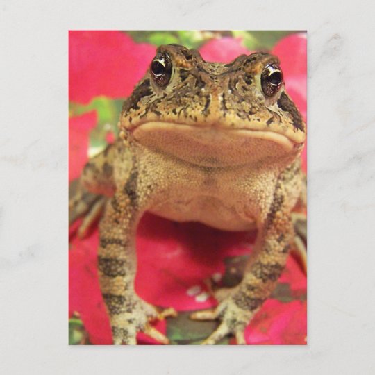 Toad frog standing up against bougainvillea back postcard | Zazzle.com