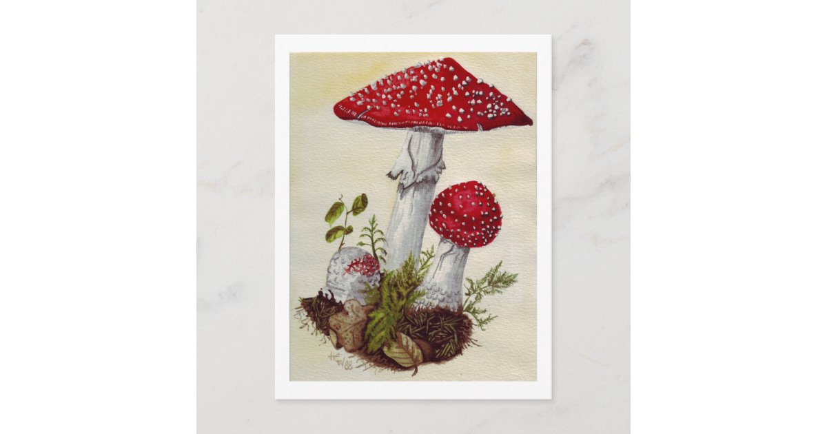 Toadstool Postcard | Zazzle