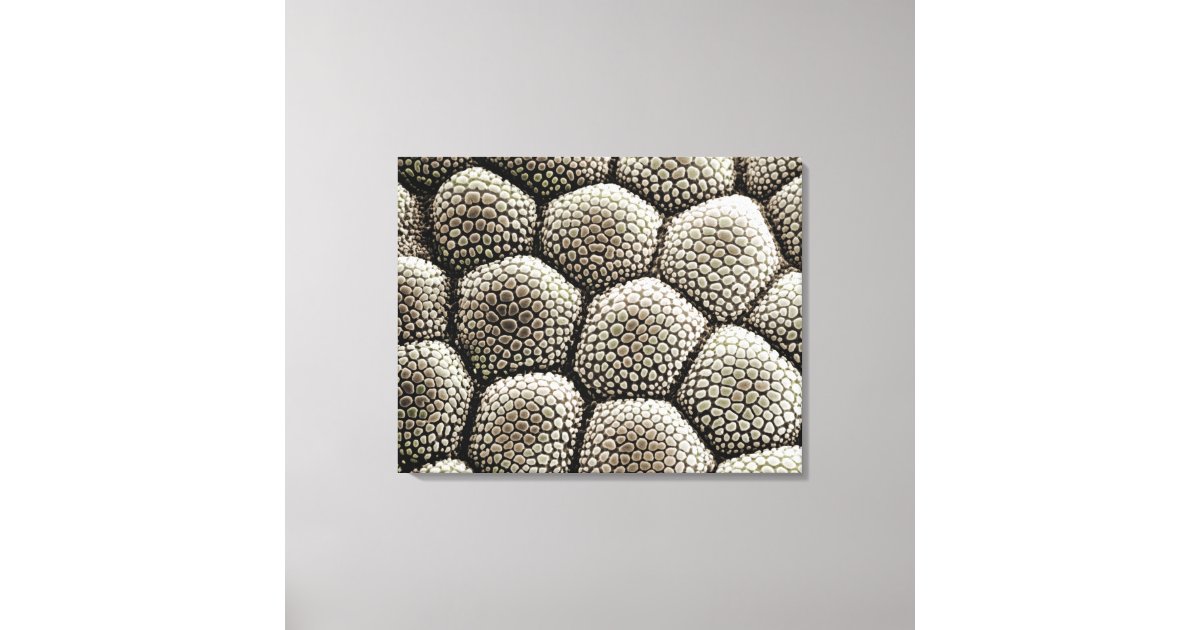 Toe pad epidermis of a Toad Canvas Print | Zazzle