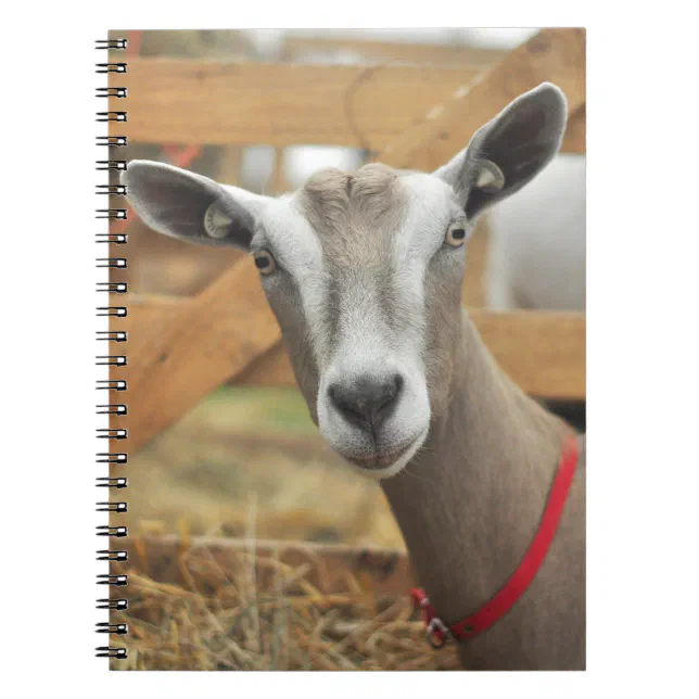 Toggenburg Dairy Goat Doe Notebook | Zazzle
