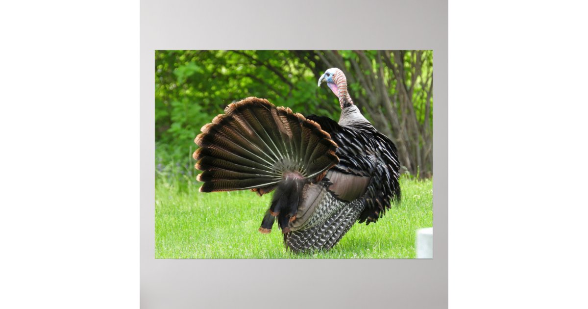 Tom Turkey Feather Display Poster | Zazzle