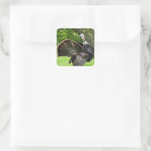 Tom Turkey Feather Display Square Sticker | Zazzle