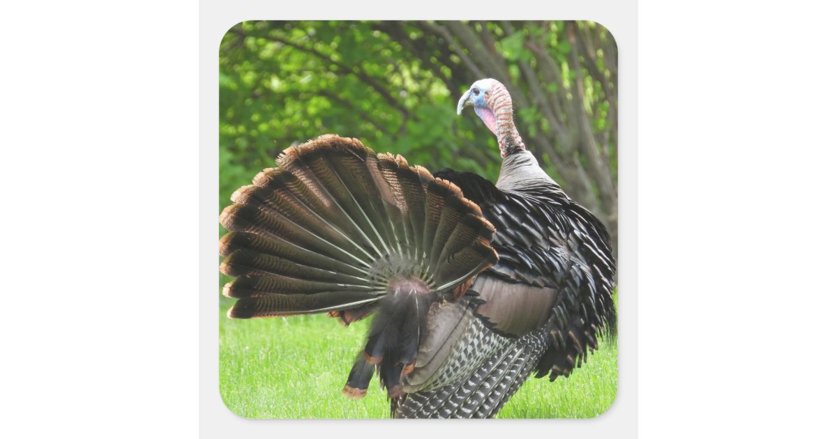 Tom Turkey Feather Display Square Sticker | Zazzle