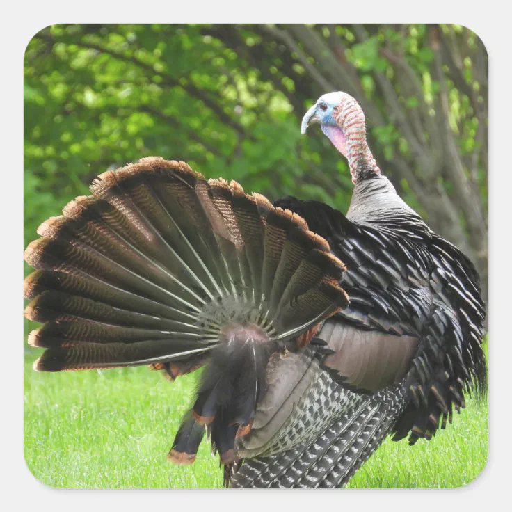 Tom Turkey Feather Display Square Sticker | Zazzle