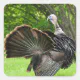 Tom Turkey Feather Display Square Sticker | Zazzle