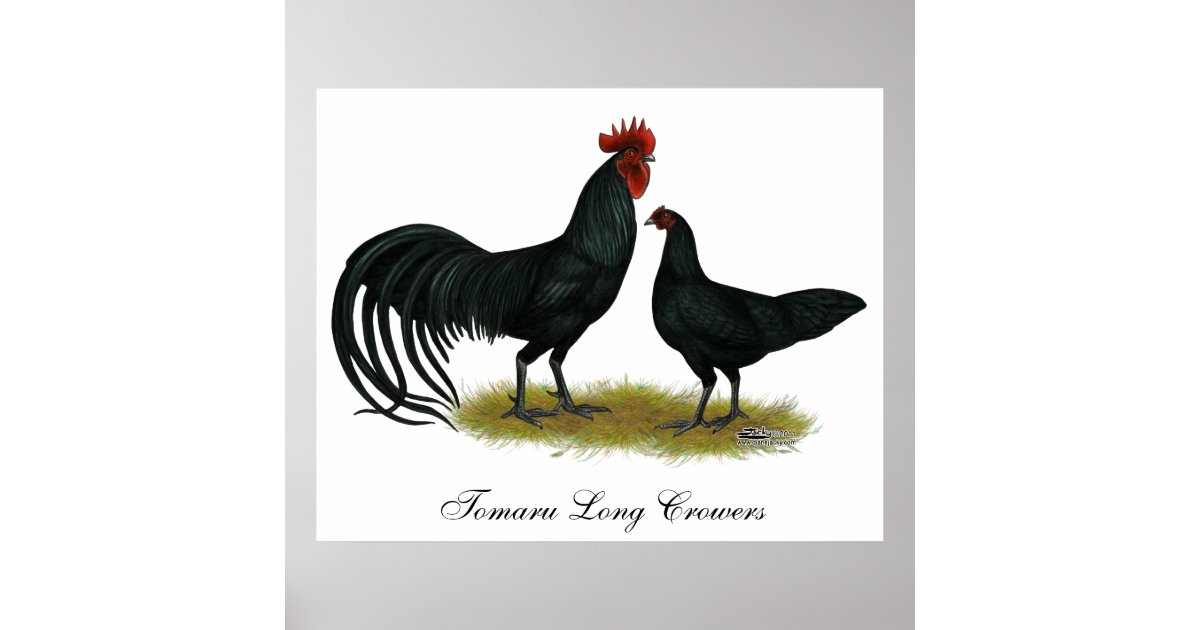 Tomaru Long Crower Chickens Poster | Zazzle