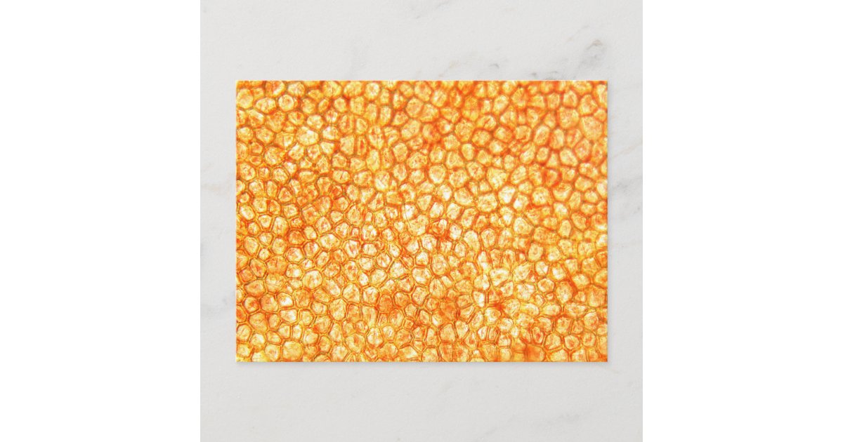 Tomato cells under a microscope postcard | Zazzle