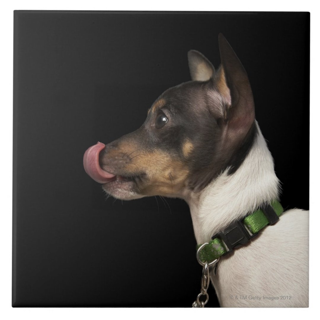 Tongue out of black and White Rat Terrier Ceramic Tile | Zazzle