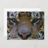 Tony Postcard | Zazzle