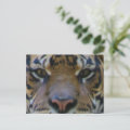 Tony Postcard | Zazzle