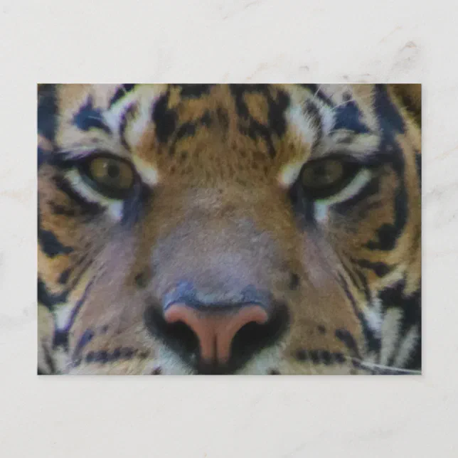 Tony Postcard | Zazzle