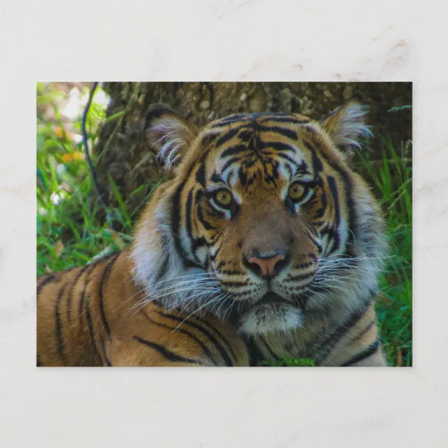 Tony Postcard | Zazzle