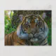 Tony Postcard | Zazzle