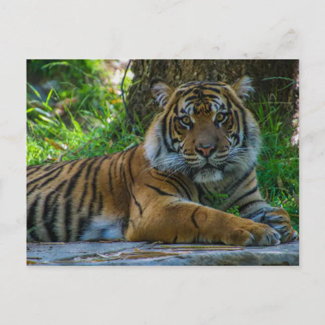 Tony Postcard | Zazzle