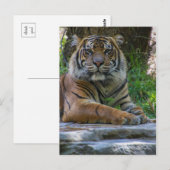 Tony Postcard | Zazzle