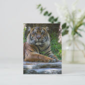 Tony Postcard | Zazzle