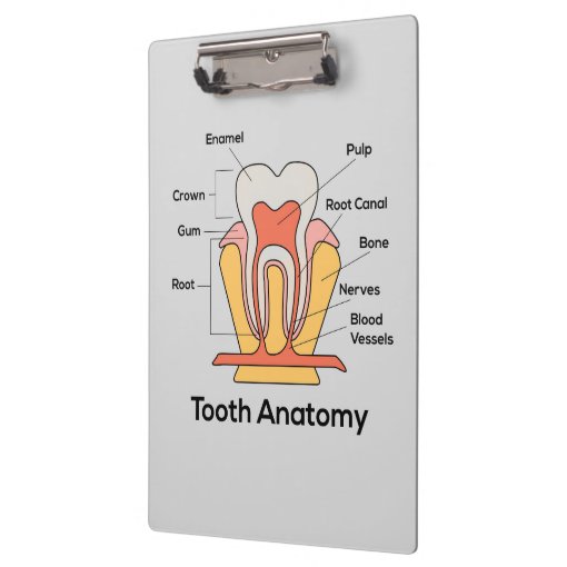 Tooth Anatomy Chart Clipboard | Zazzle