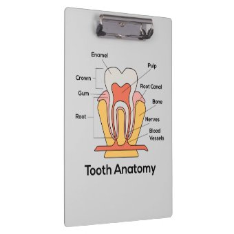 Tooth Anatomy Chart Clipboard | Zazzle