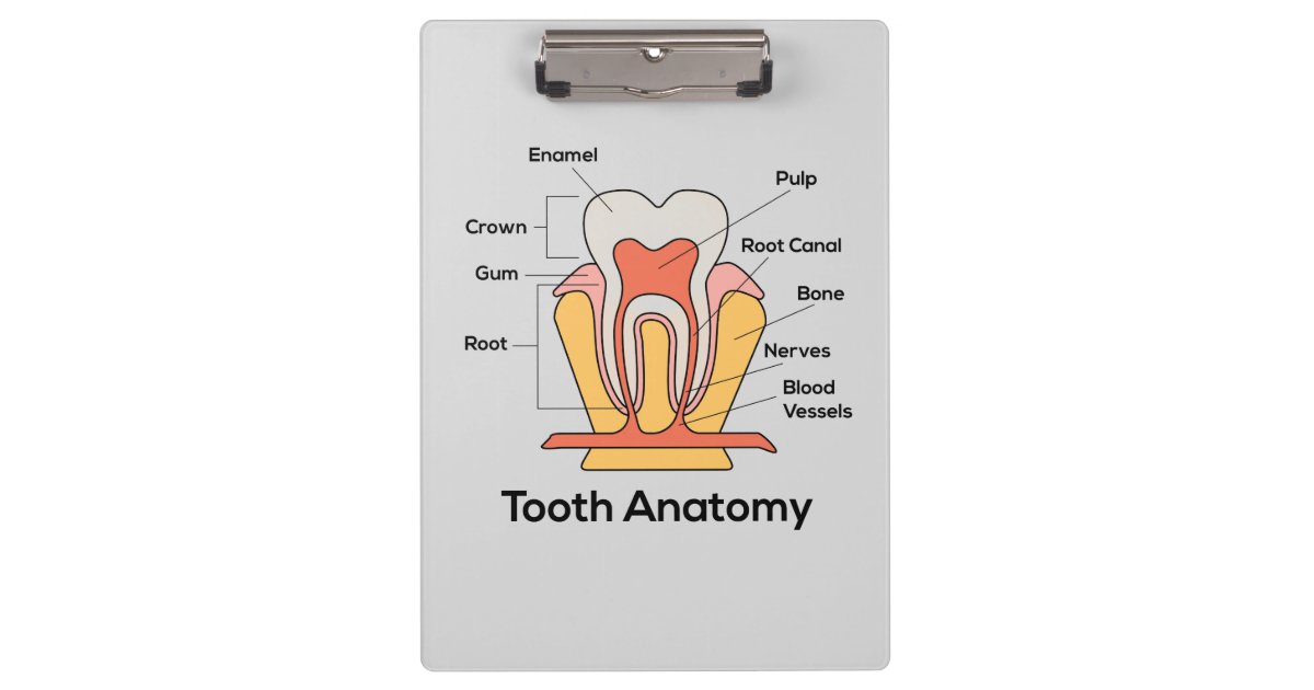 Tooth Anatomy Chart Clipboard | Zazzle