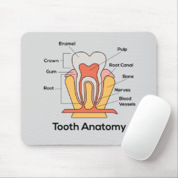 Tooth Anatomy Chart Mouse Pad | Zazzle