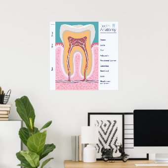Tooth Anatomy illustration Poster | Zazzle