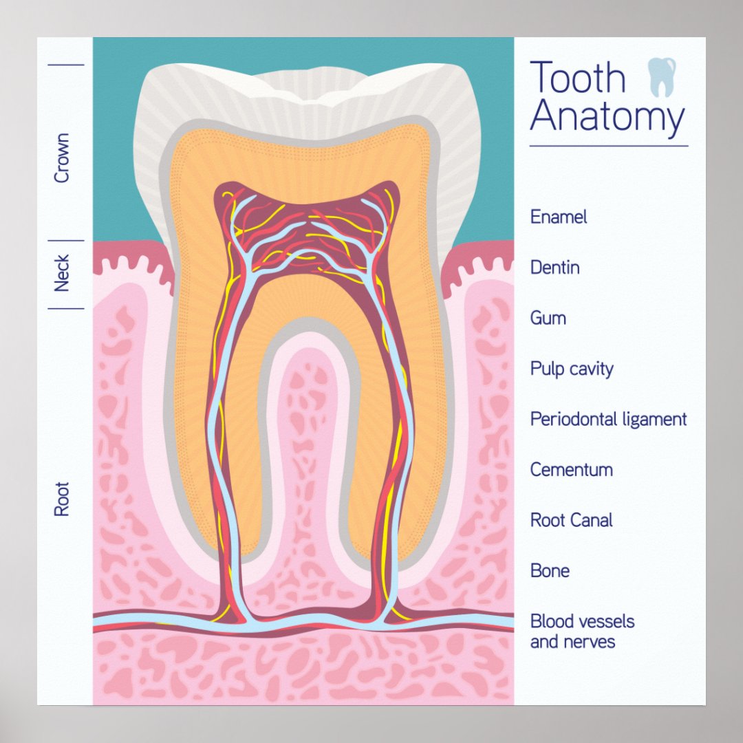 Tooth Anatomy illustration Poster | Zazzle