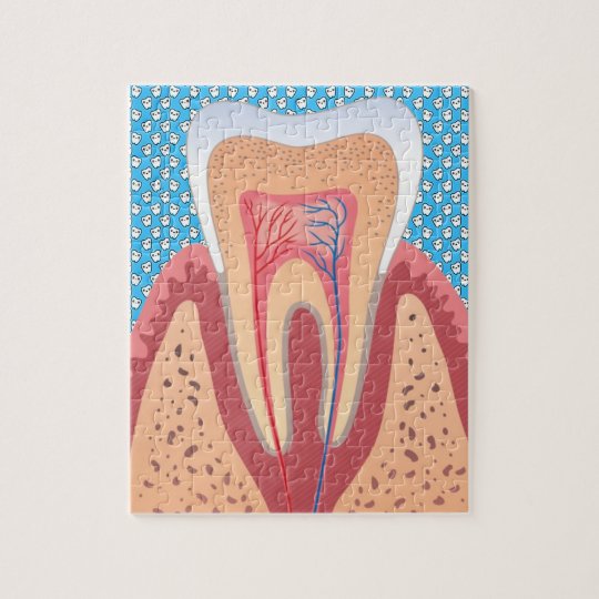 TOOTH STRUCTURE JIGSAW PUZZLE | Zazzle.com