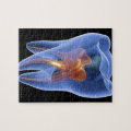 Tooth, transparent cross section of a molar jigsaw puzzle | Zazzle