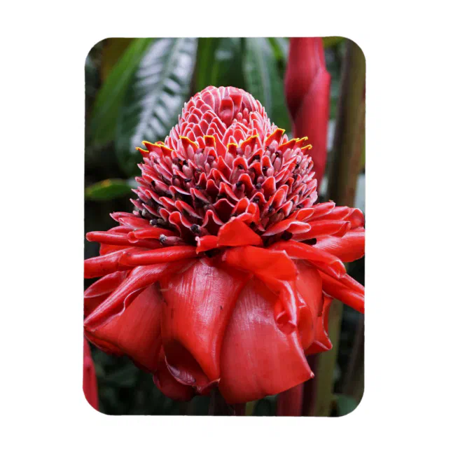 Torch Ginger Magnet | Zazzle