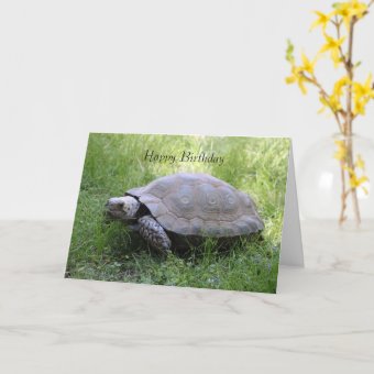Tortoise Birthday Card | Zazzle