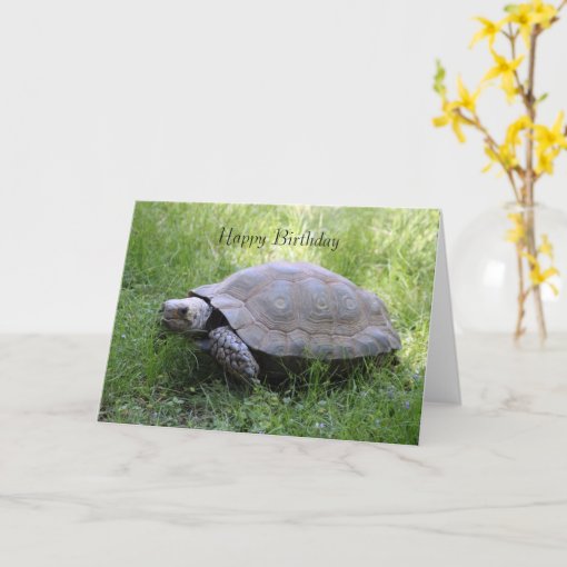 Tortoise Birthday Card | Zazzle