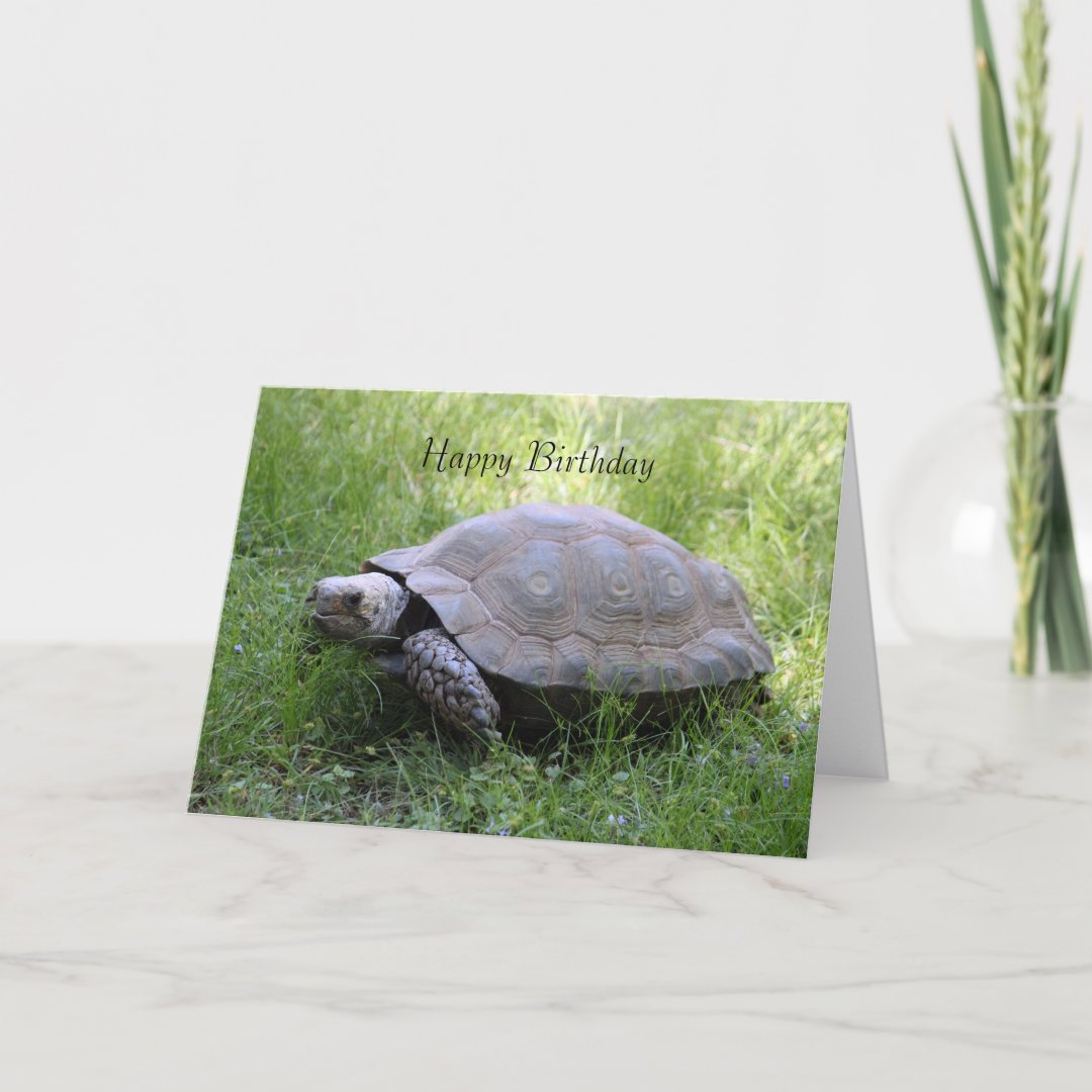 Tortoise Birthday Card | Zazzle
