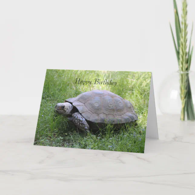 Tortoise Birthday Card | Zazzle