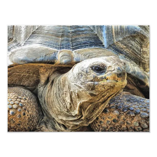 TORTOISE PHOTO PRINT | Zazzle