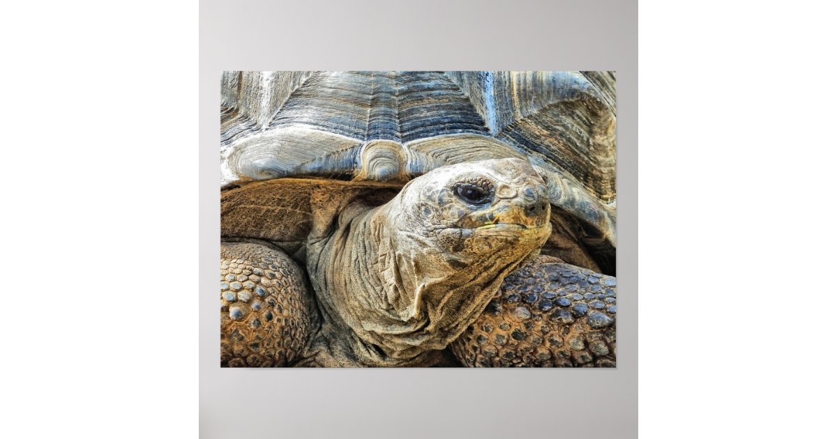 TORTOISE POSTER | Zazzle